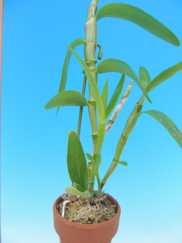 【やや傷や汚れあり】T♪洋蘭 Dendrobium nobile f.carnea `F.arima' x self デンドロビューム 洋ラン ...