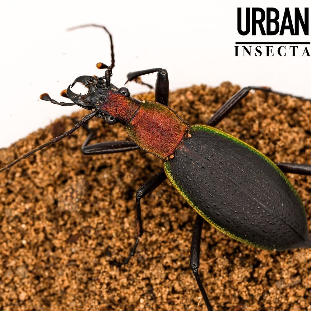 【未使用】長崎県・対馬産 WF1 ツシマカブリモドキ ペア②の落札情報詳細 - Yahoo!オークション落札価格検索 オークフリー