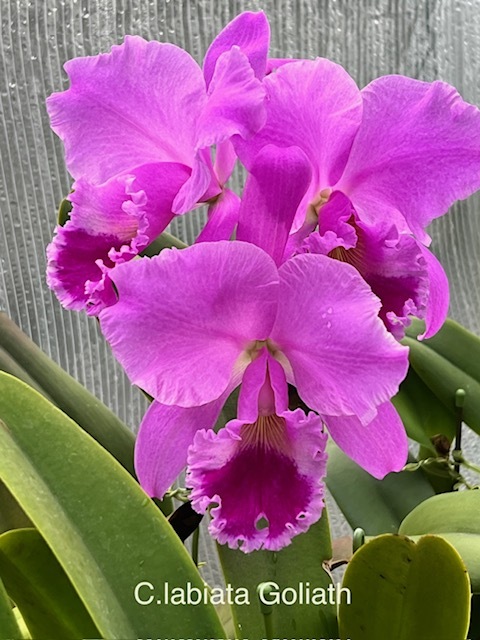 【中古】SWR goliath jr Ⅲ キャビネットの落札情報詳細 - Yahoo!オークション落札価格検索 オークフリー