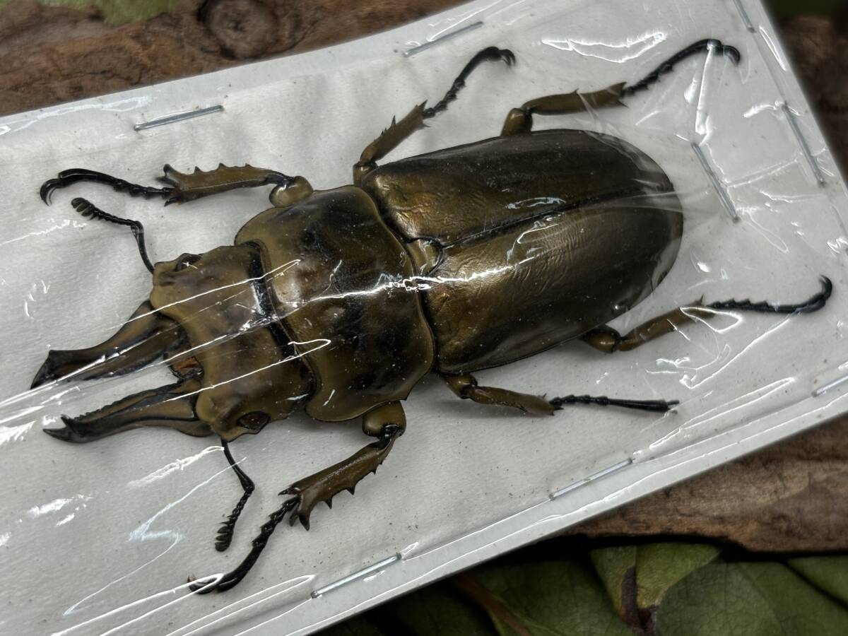 【未使用】WD 標本 ローゼンベルグオウゴンオニクワガタ♂63．5ミリ WD（F0）Mt.Halimun Sukabumi West Java ...