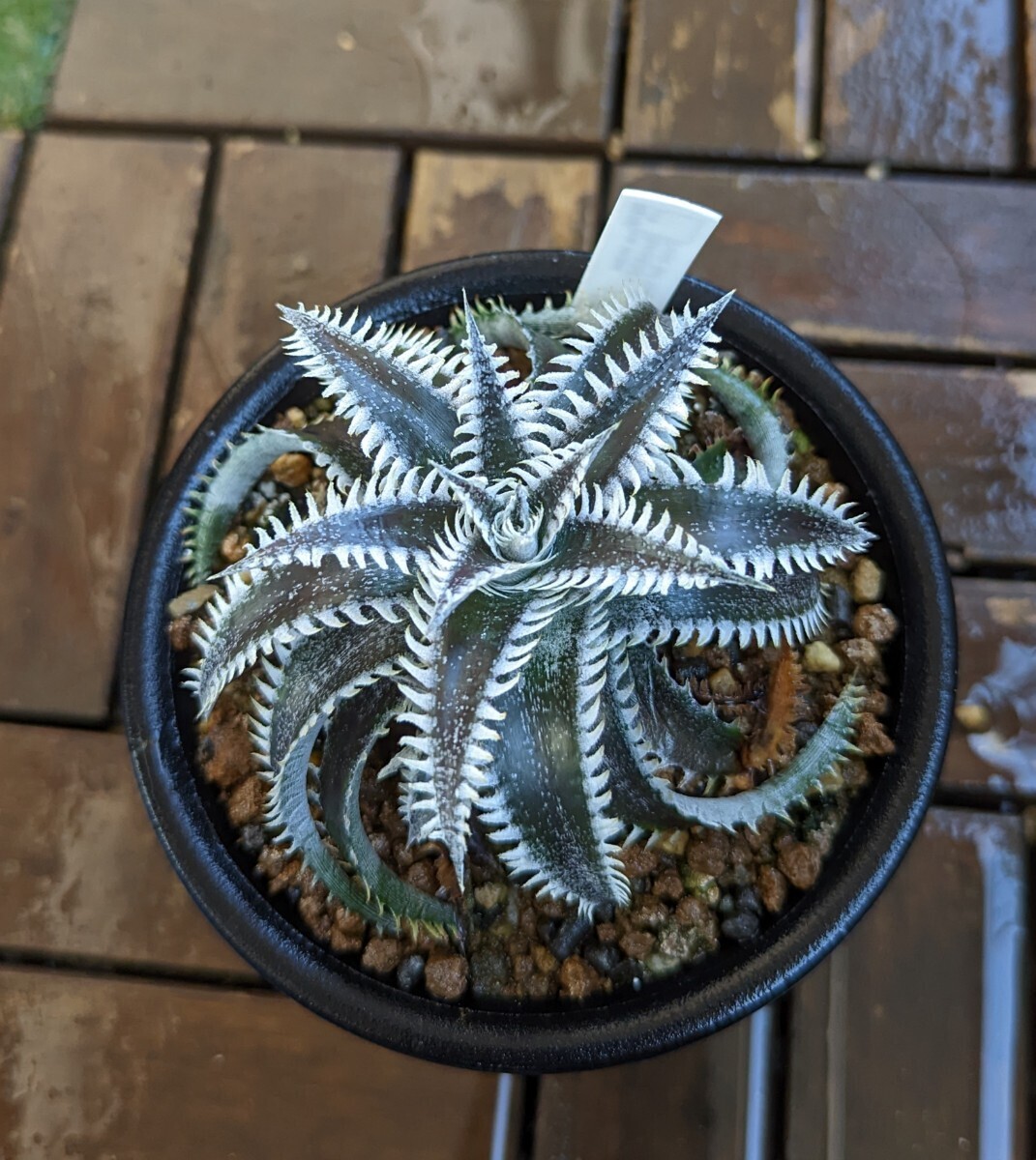 【傷や汚れあり】【Dyckia】ディッキア Dyckia ‘Heaven&Hell’ × Purple Red Silver #N019 Sueb hybrid 子株 2024.10.12採取 ...