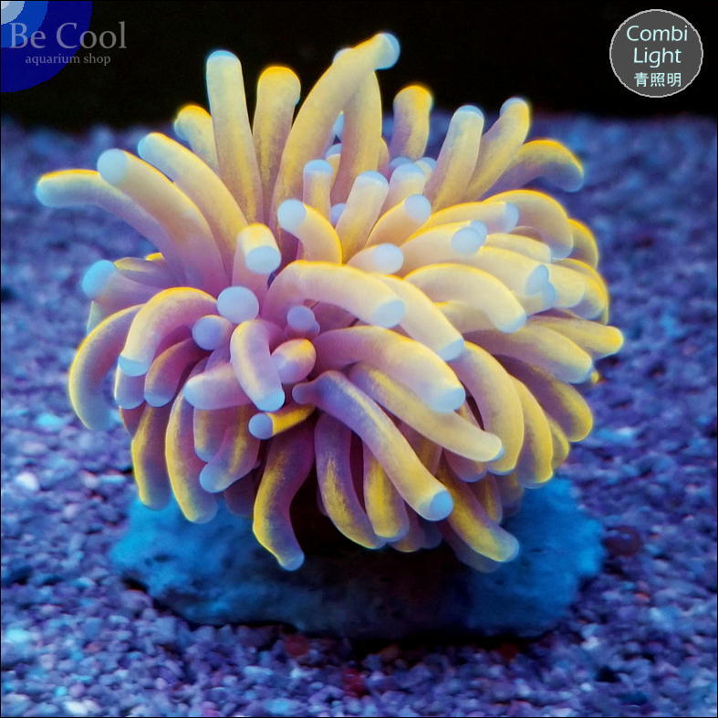 【未使用】L74 ハナサンゴ（24Kゴールド系）（7cm前後）の落札情報詳細 - Yahoo!オークション落札価格検索 オークフリー