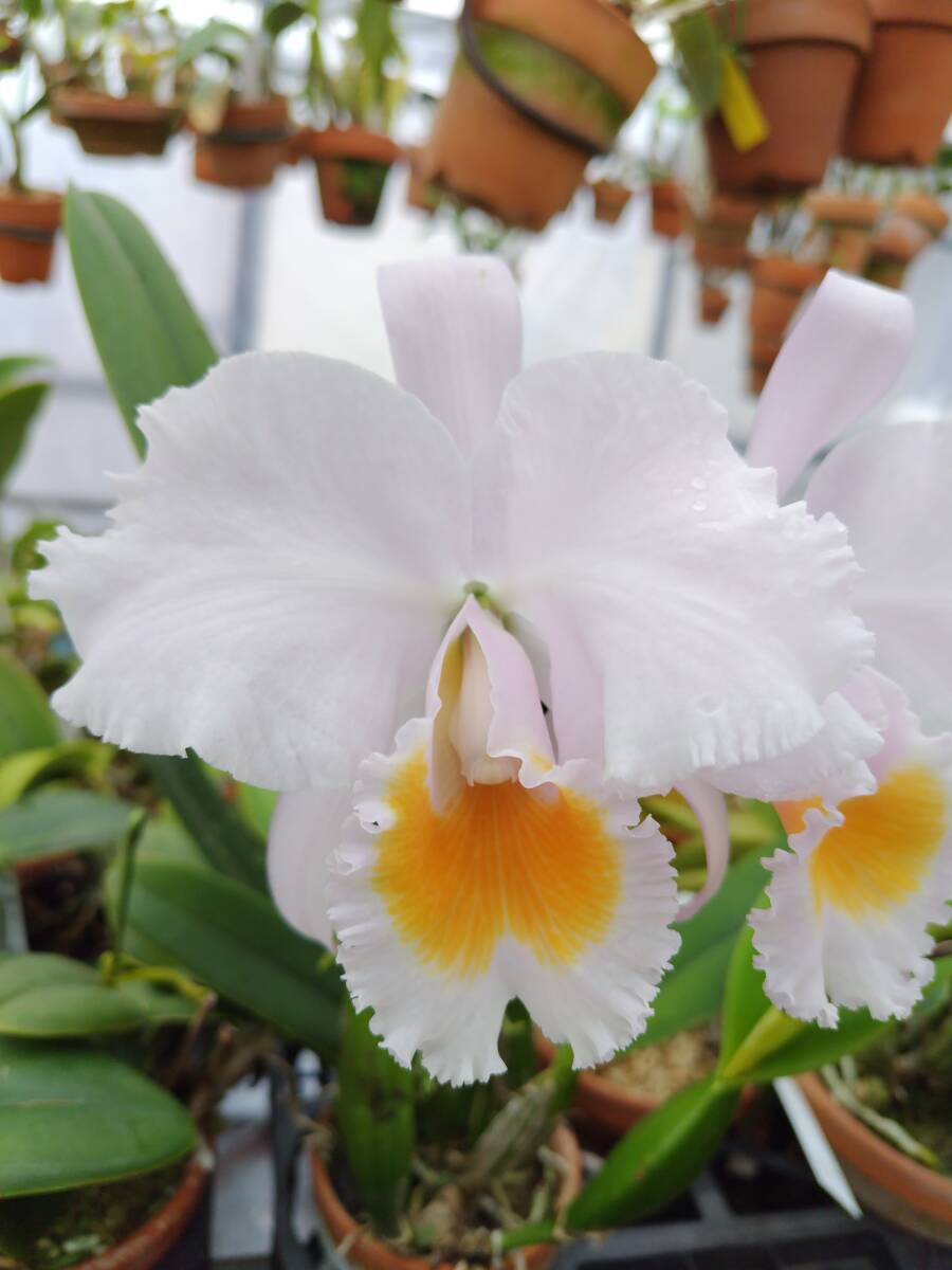 【目立った傷や汚れなし】洋蘭 原種 カトレア C. schroederae 'Elegance' (OG)の落札情報詳細 - Yahoo ...