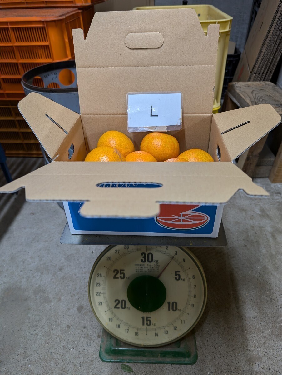 【傷や汚れあり】愛媛西宇和産 ベニマドンナ愛果28号 L 3kgの落札情報詳細 - Yahoo!オークション落札価格検索 オークフリー