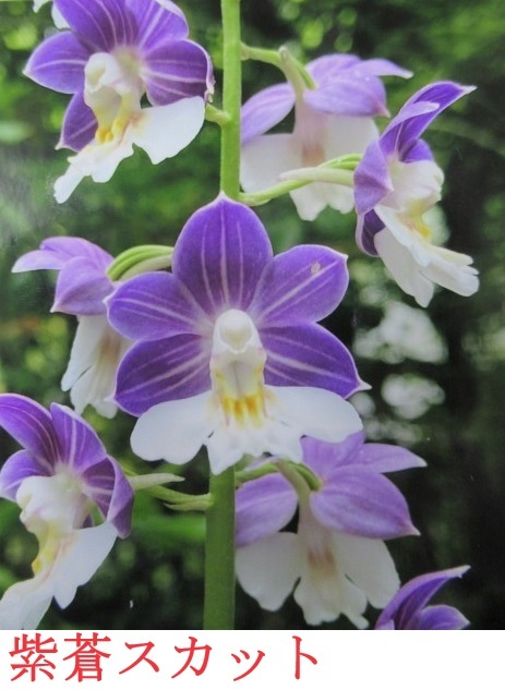 【やや傷や汚れあり】80Nえびね蘭 132 紫蒼スカット 花見込み 山野草 エビネランの落札情報詳細 - Yahoo!オークション落札価格検索 オークフリー