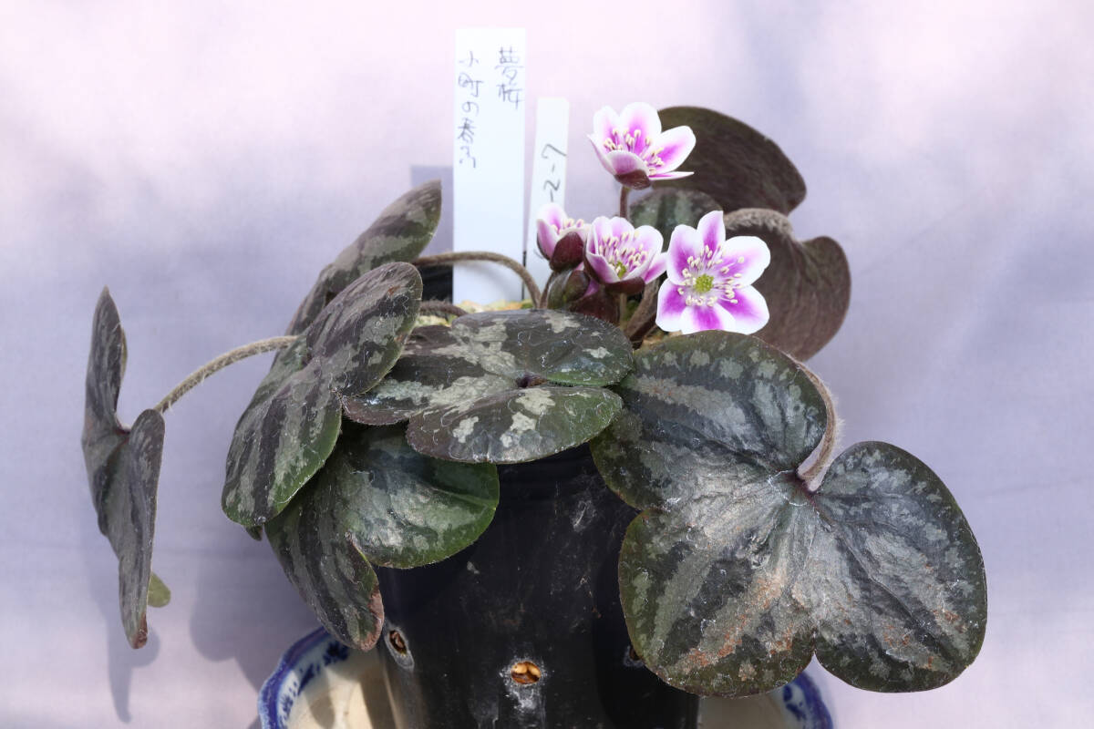 【未使用】雪割草 交配種『開花中 白覆輪交配 夢桜・小町の春系 整形白覆輪花4253－2－7』の落札情報詳細 - Yahoo!オークション落札価格検索 オークフリー