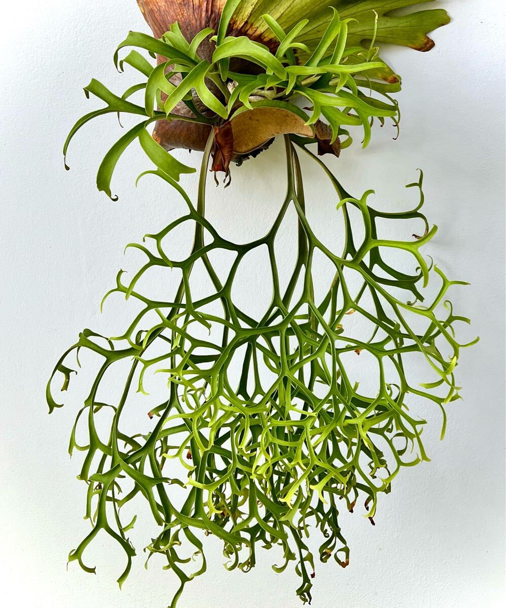 【未使用】P. coronarium 'Wai Wai' コロナリウム【vandaka】ビカクシダの落札情報詳細 - Yahoo!オークション落札価格検索 オークフリー