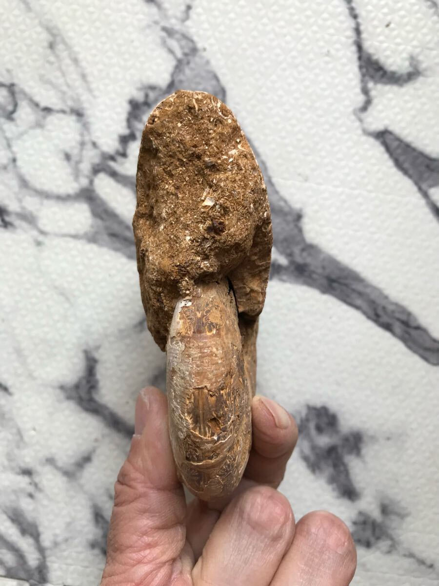 【未使用】マダガスカル産 褐色アンモナイト-（フィロセラス）、格安 431g 12.7cm、1円スタート、チュレア地層産、稀少個体 内側空洞の落札情報詳細 - Yahoo!オークション落札価格 ...