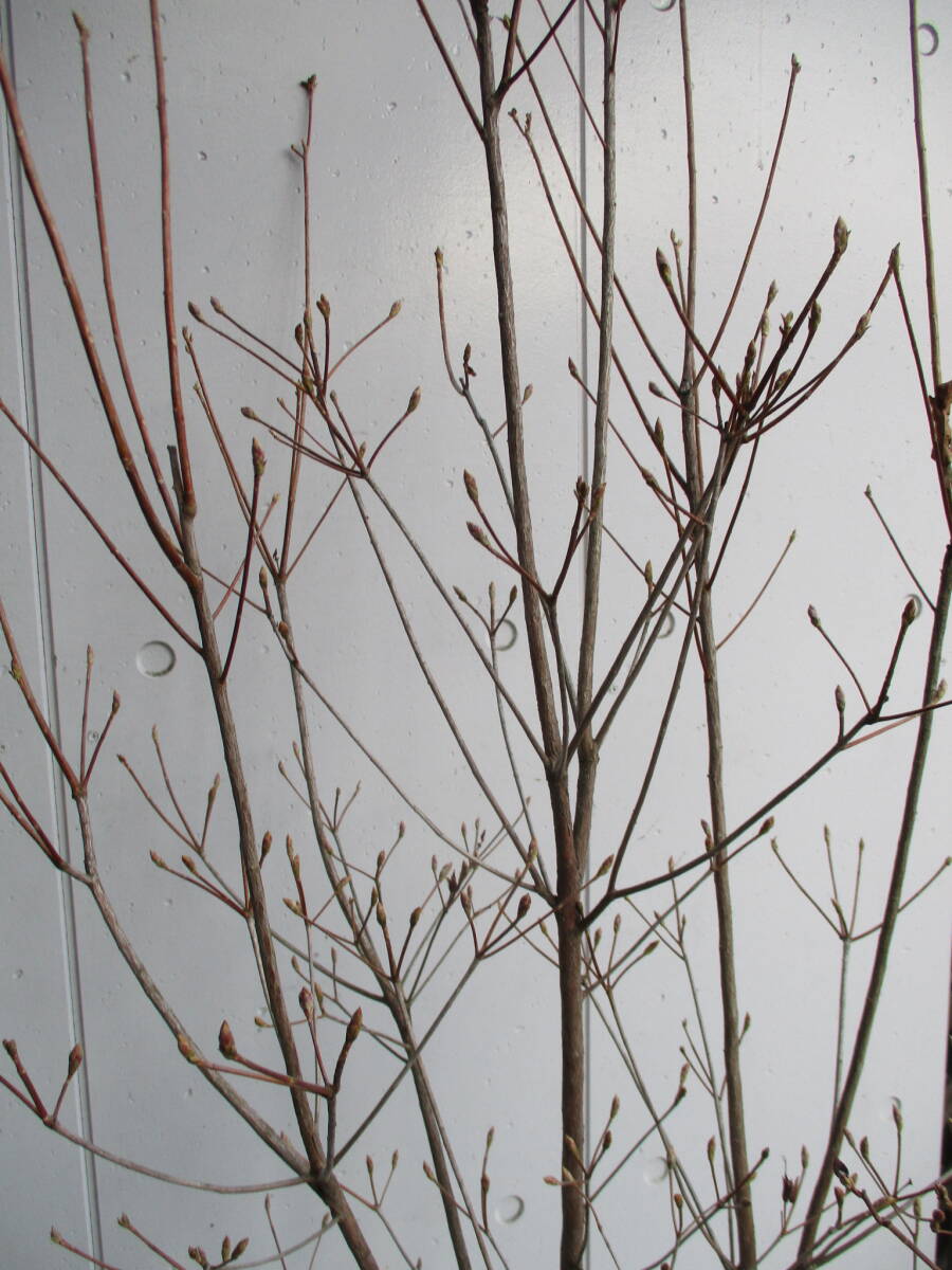 【未使用】生産者直売！ ミツバツツジ 樹高1.75m 花芽多数！の落札情報詳細 - Yahoo!オークション落札価格検索 オークフリー