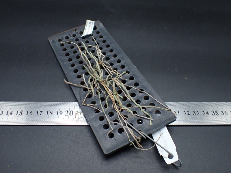 【傷や汚れあり】Microcoelia cornuta ミクロセリア・コルヌタ 44743 ランKKゆの落札情報詳細 - Yahoo ...