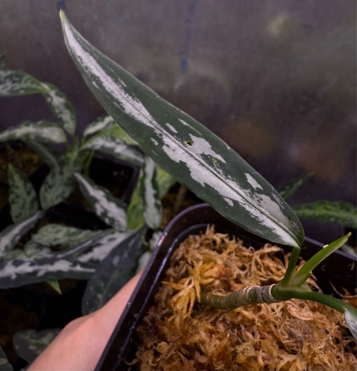 【目立った傷や汚れなし】aglaonema pictum ② アグラオネマ ピクタムの落札情報詳細 - Yahoo!オークション落札価格検索 オークフリー