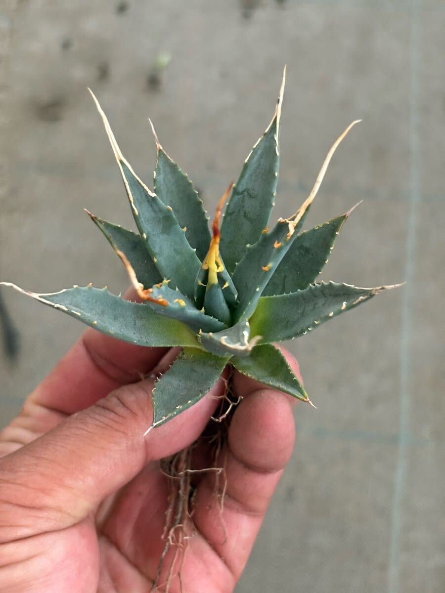 【目立った傷や汚れなし】アガベ ユタエンシス エボリスピナ 266 実生株 Agave utahensis eborispina 実生 選抜株 白棘 青葉 短葉 棘超長 陽炎の落札情報詳細 ...