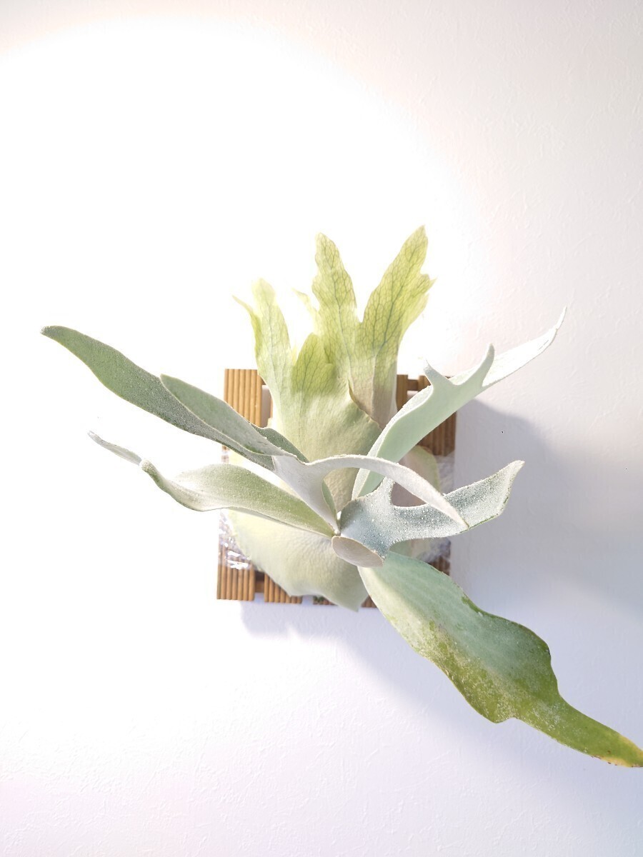 【目立った傷や汚れなし】P. Omo Polar Bear 子株 【ネコポス便】の落札情報詳細 - Yahoo!オークション落札価格検索 オークフリー