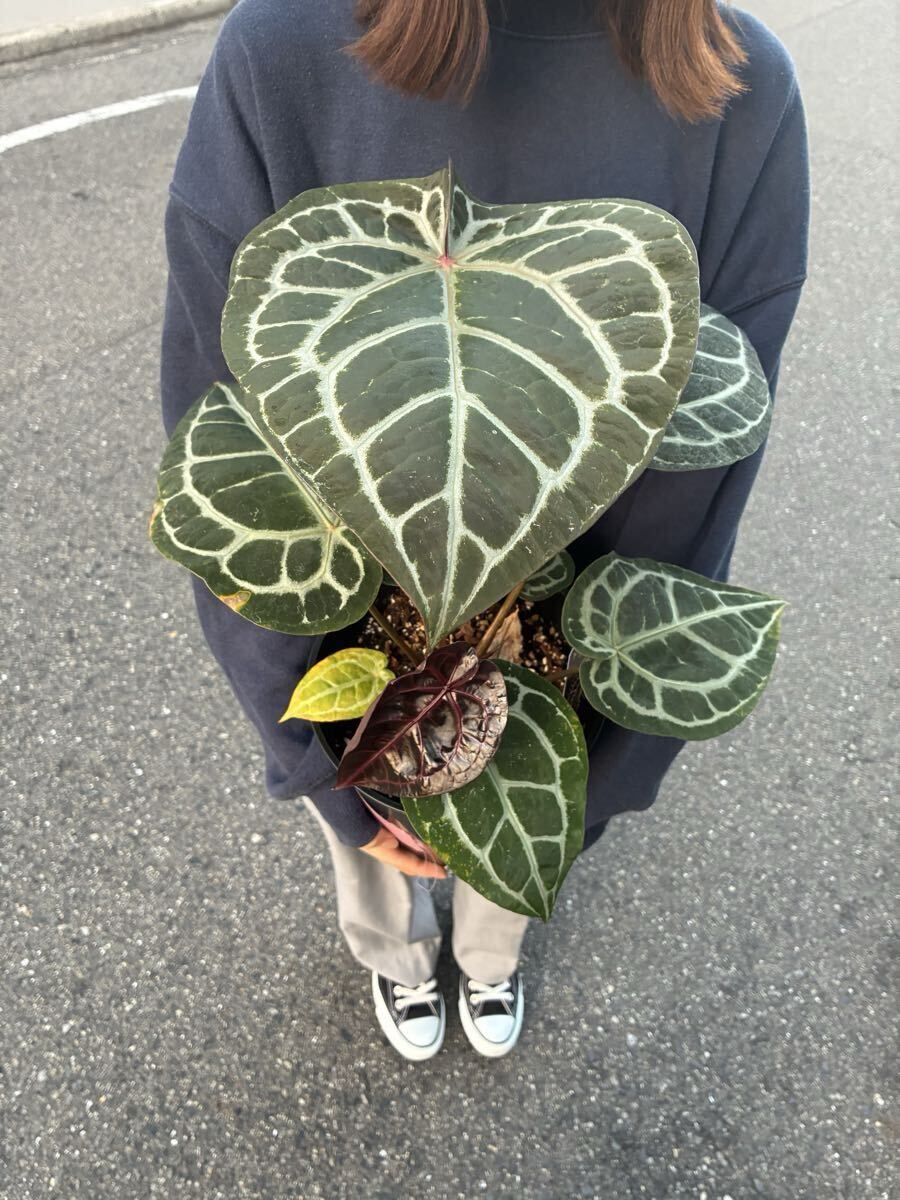 【やや傷や汚れあり】【即決価格あり】AA-1 「ドックブロック」アンスリューム・ミッシェル Anthurium 'Michelle' by ...