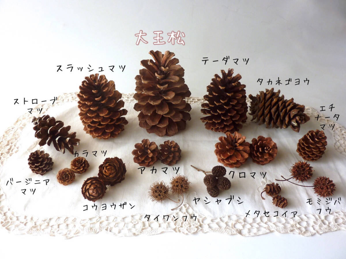 【新品】♪ いろいろな松ぼっくりと木の実のセット 15種類 / 大王松 / 美色 レア / 自然素材 インテリア 飾り オーナメント クリスマス お正月 ♪の落札情報詳細 - Yahoo ...