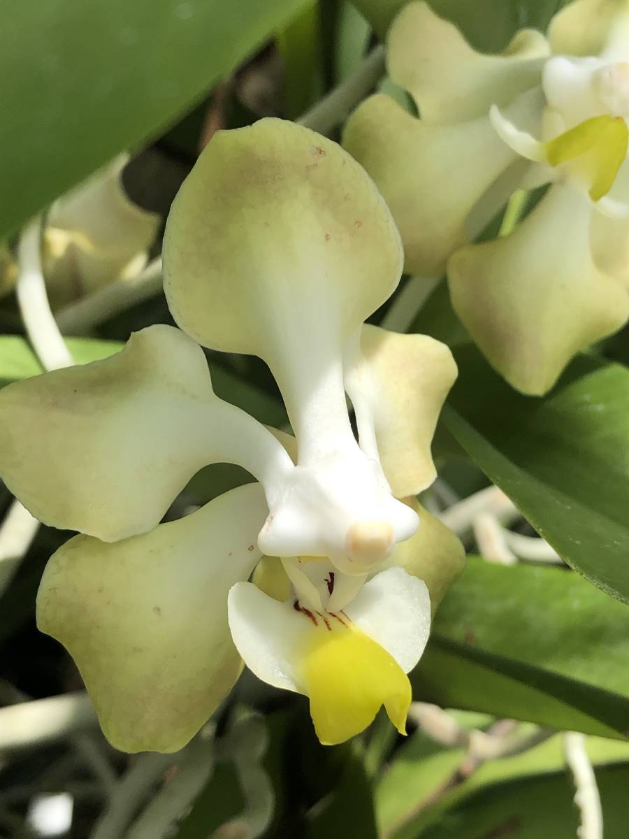 【新品】洋蘭 原種 Vanda dearei バンダ デアレイ 子株の落札情報詳細 - Yahoo!オークション落札価格検索 オークフリー