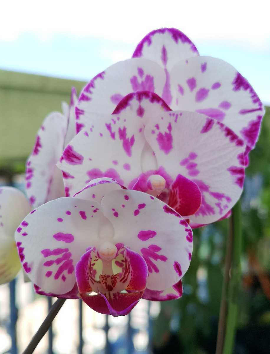 【第四種 洋蘭 ペイント柄】Phal.OX Little Prince 胡蝶蘭オックス リトルプリンスの落札情報詳細 - Yahoo ...