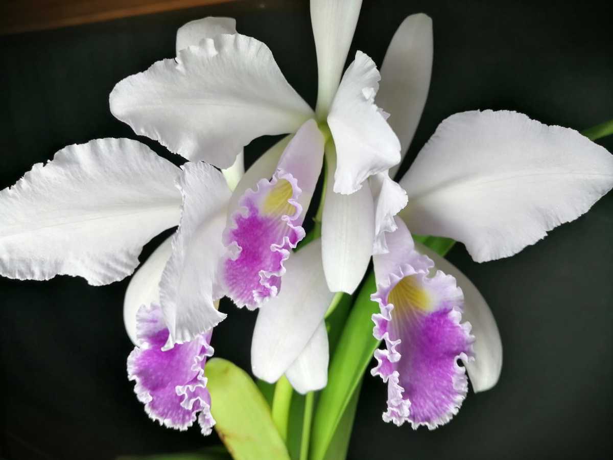 3輪開花 洋蘭カトレア C.Dupreana coerulea 'June Bride' HCC/JOSの落札情報詳細 - Yahoo ...
