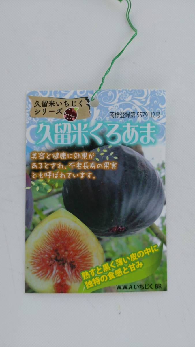 【目立った傷や汚れなし】送料込み・2品種セット♪イチジク ゴールドフィグ 久留米くろあまの落札情報詳細 Yahoo オークション落札価格