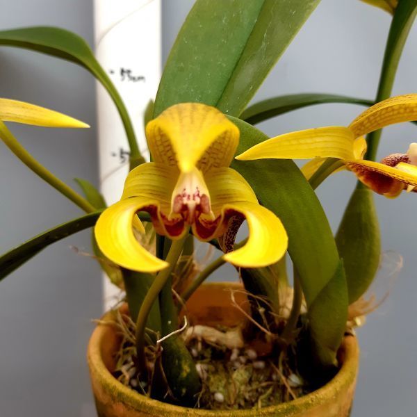 【新品】洋蘭 原種 Vanda dearei バンダ デアレイ 子株 の落札情報詳細| ヤフオク落札価格情報 オークフリー