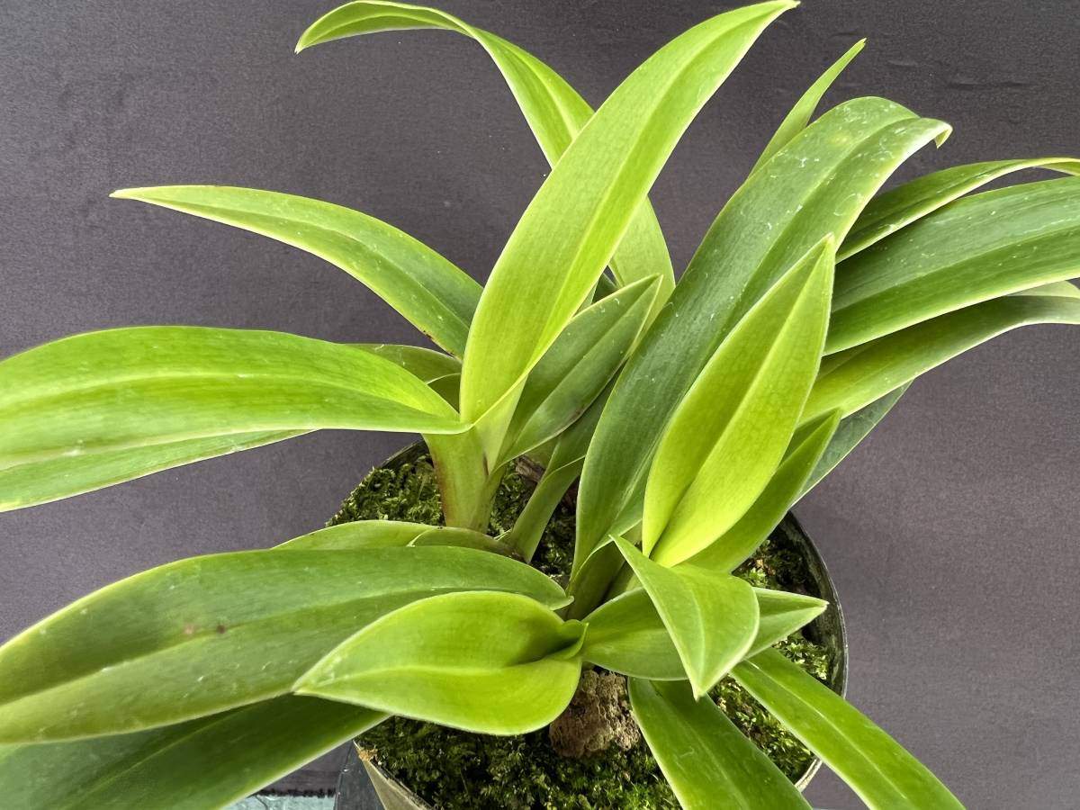 【未使用】洋蘭 交配種 フラグミペディウム属 Phrag.Andean Fire 濃輝赤色美花 当園実生株 芽数の多い極良株 今秋以降開花予定 ...
