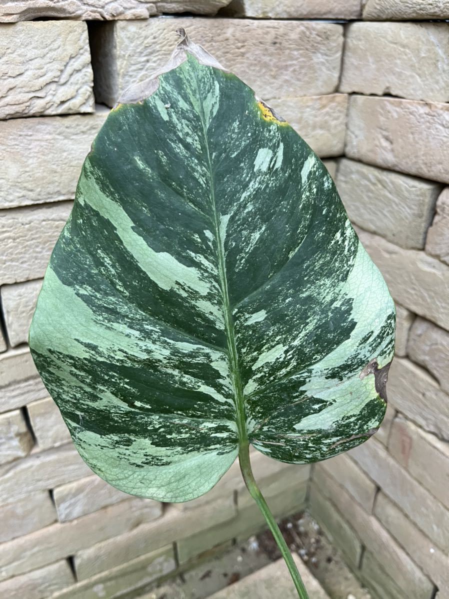 【未使用】モンステラ デリシオーサ セブブルーミント(Monstera deliciosa var.borsigiana Cebu blue ...