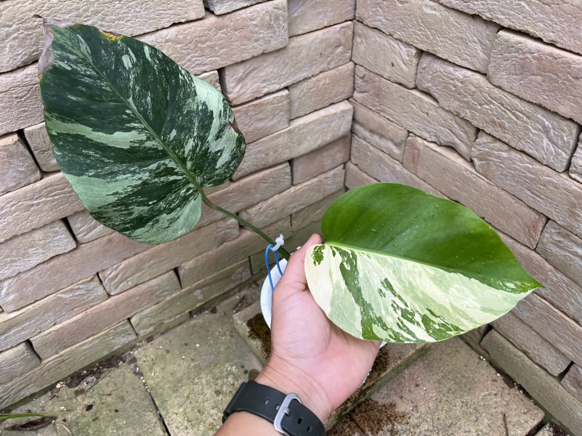 【未使用】モンステラ デリシオーサ セブブルーミント(Monstera deliciosa var.borsigiana Cebu blue ...