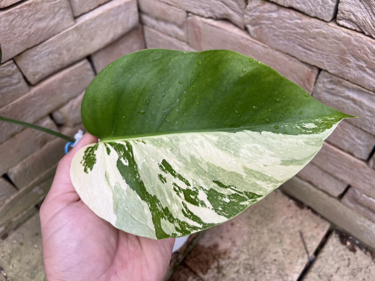 【未使用】モンステラ デリシオーサ セブブルーミント(Monstera deliciosa var.borsigiana Cebu blue ...