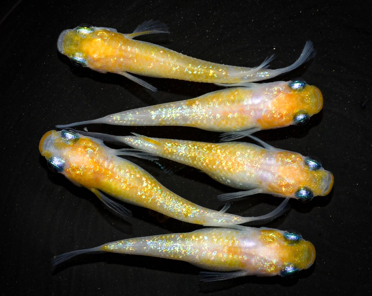 【新品】★TN20630-1/圧力スイッチ/PSW-57B/川本製作所/未使用品/長期保管品/住宅設備/スイッチ/送料全国一律/B の落札情報詳細| ヤフオク落札価格情報 オークフリー