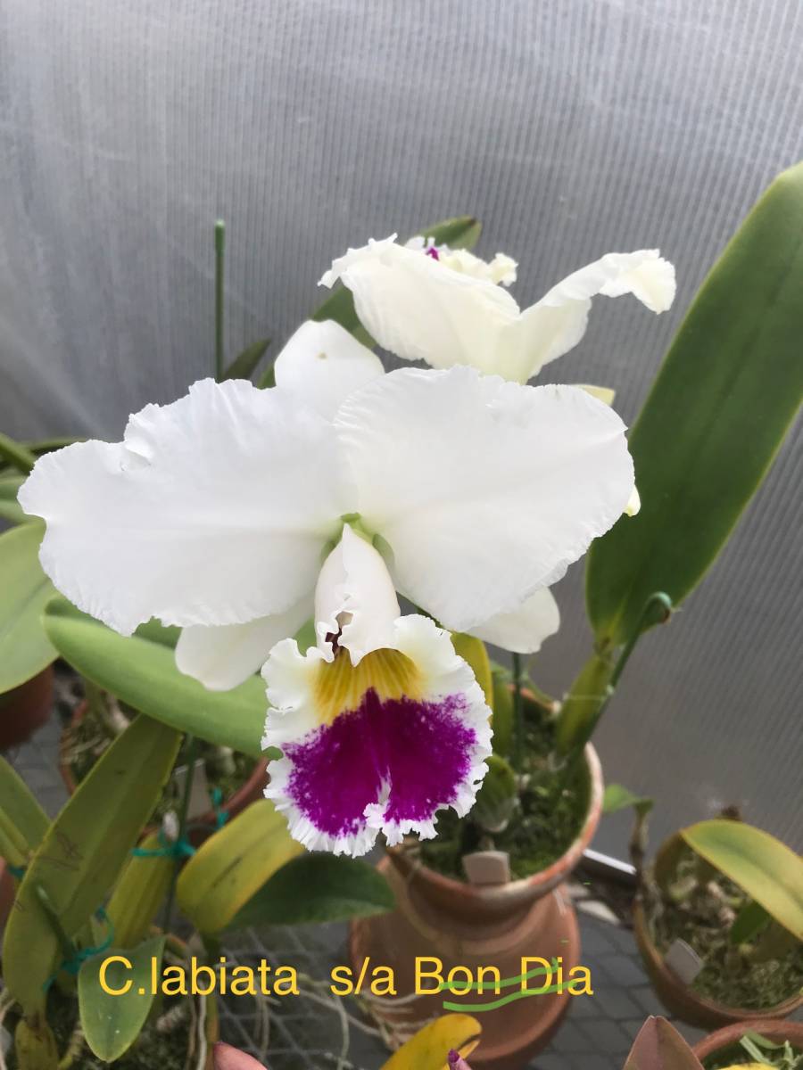 【やや傷や汚れあり】洋蘭原種カトレアC.labiata f.s/a ''Bon Dia' (OG) の落札情報詳細 - Yahoo ...