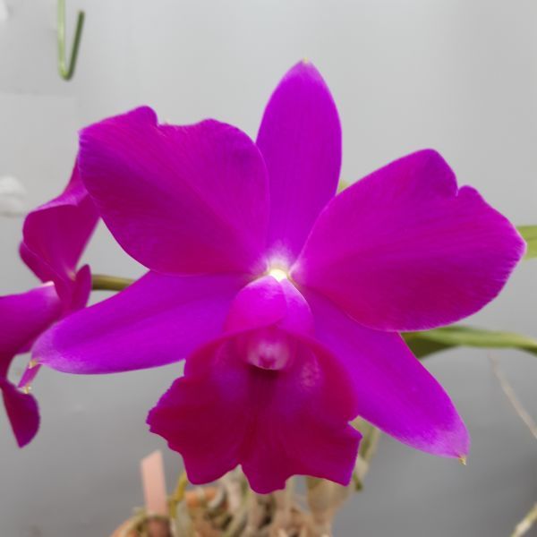 【目立った傷や汚れなし】6170【花付き株】カトレア ミニパープル C.(Lc.)Mini Purple 洋蘭 交配種 (23784)の落札 ...