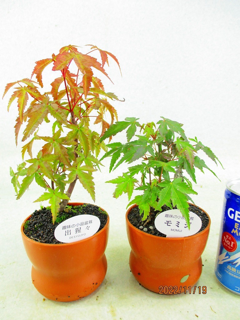 【目立った傷や汚れなし】[讃岐屋緑兵衛] ミニ盆栽素材2種組 モミジ/出猩々モミジ花 (11853茶丸プラ鉢)全高：17/22㎝※同梱包は「まとめて取引」手続厳守※送料明記の落札情報詳細 ...