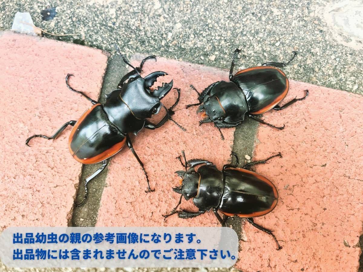 【未使用】 幼虫 ベトナム中部ダナン産 クベラツヤクワガタ（fallaciosa) WF1 5頭SET② の落札情報詳細 - ヤフオク落札価格情報 オークフリー