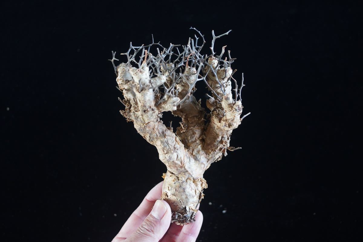 【やや傷や汚れあり】10 チレコドン万物想 レティキュラーツス 現地株 Tylecodon reticulatus Ceraria ...