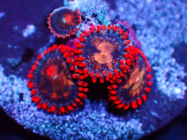 【未使用】【AQUA BOOMS】マメスナ05（Red rings×Orange lame eye) #サンゴ# ソフトコーラル#フラグ ...