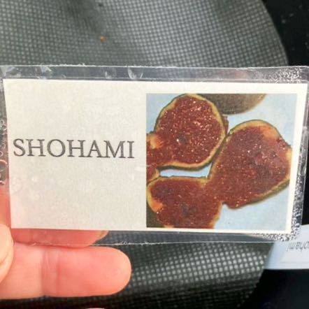 【目立った傷や汚れなし】レア 国内未流通 SHOHAMI 真っ赤な果肉に緑の果皮 樹勢強 イチジク 穂木 挿し穂 イスラエルのイチジク fig ...