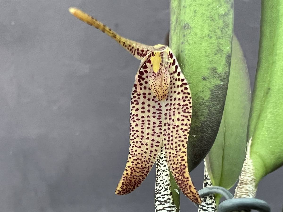 【目立った傷や汚れなし】洋蘭 原種 レストレピア属 Rest.chocoensis 属中最稀少入手困難種 1リン開花中 速達第四種郵便送料 ...