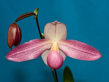 【やや傷や汚れあり】P-35 Paph. Pink Sky 'Sato' (Lady Isabel x delenatii) 洋蘭 交配種 パフィオ (R5-0604-P)の落札情報詳細 ...