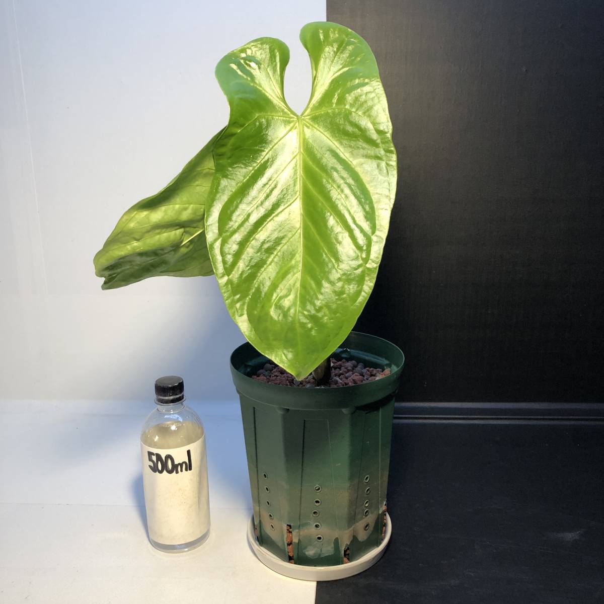 【目立った傷や汚れなし】アンスリウム ギガンテウム 'ヴェルデ' | Anthurium giganteum verde form ...