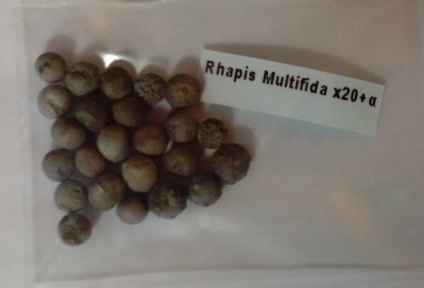 【未使用】ラピス ムルチフィダ 種子 20粒+α Rhapis Multifida 20 seeds+α 種 ヤシ シュロチク カンノンチク ...
