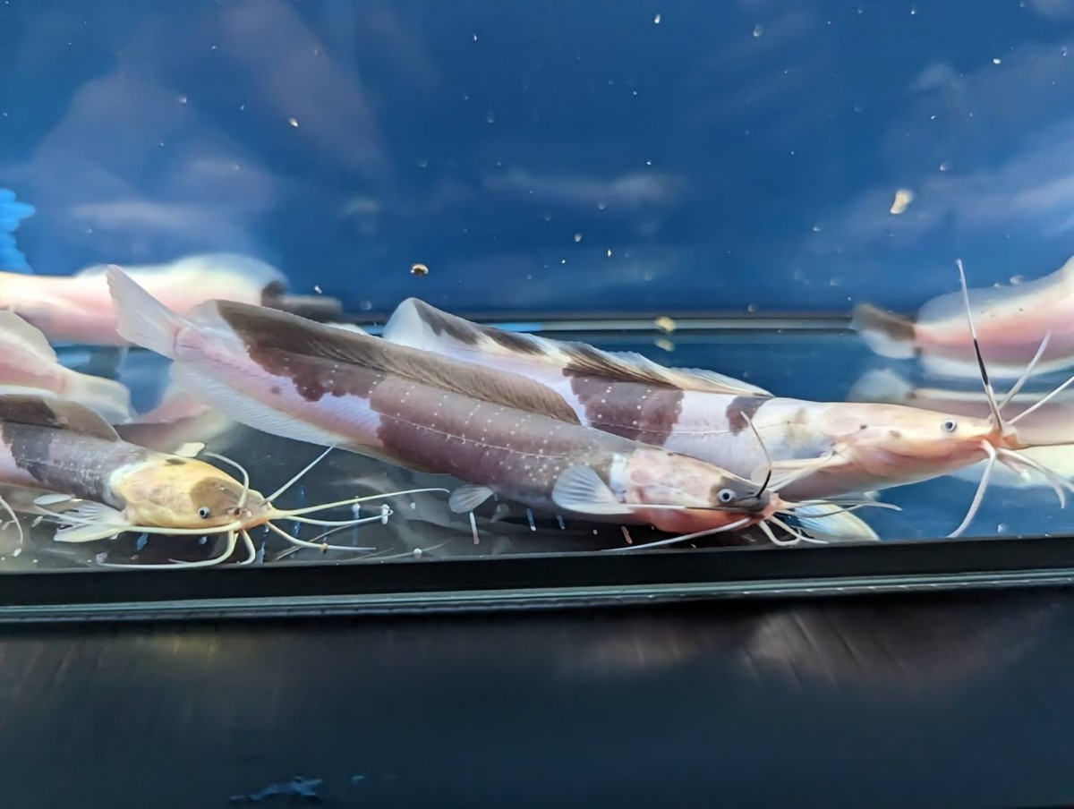 【目立った傷や汚れなし】《toto fish》マーブルクララ 一匹 6〜10cm ウォーキングキャットフィッシュ ナマズ きもかわいい♪ 食欲 ...