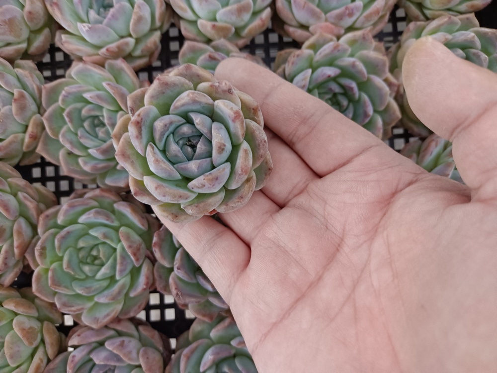 【傷や汚れあり】0704★★★12V麦球10本セット★★★むぎ_ランプ★★★【6.3V】の落札情報詳細 - ヤフオク落札価格検索 オークフリー