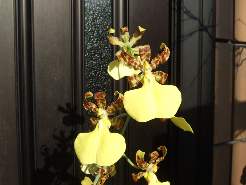 【傷や汚れあり】 洋蘭 Trichocentrum. Windward Beautyの落札情報詳細 - ヤフオク落札価格検索 オークフリー