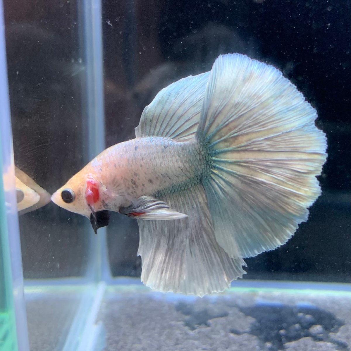 【未使用】ベタ ショーベタ オス ファンシー 03M0901-003 ハーフムーン 生体 熱帯魚の落札情報詳細 - Yahoo!オークション ...