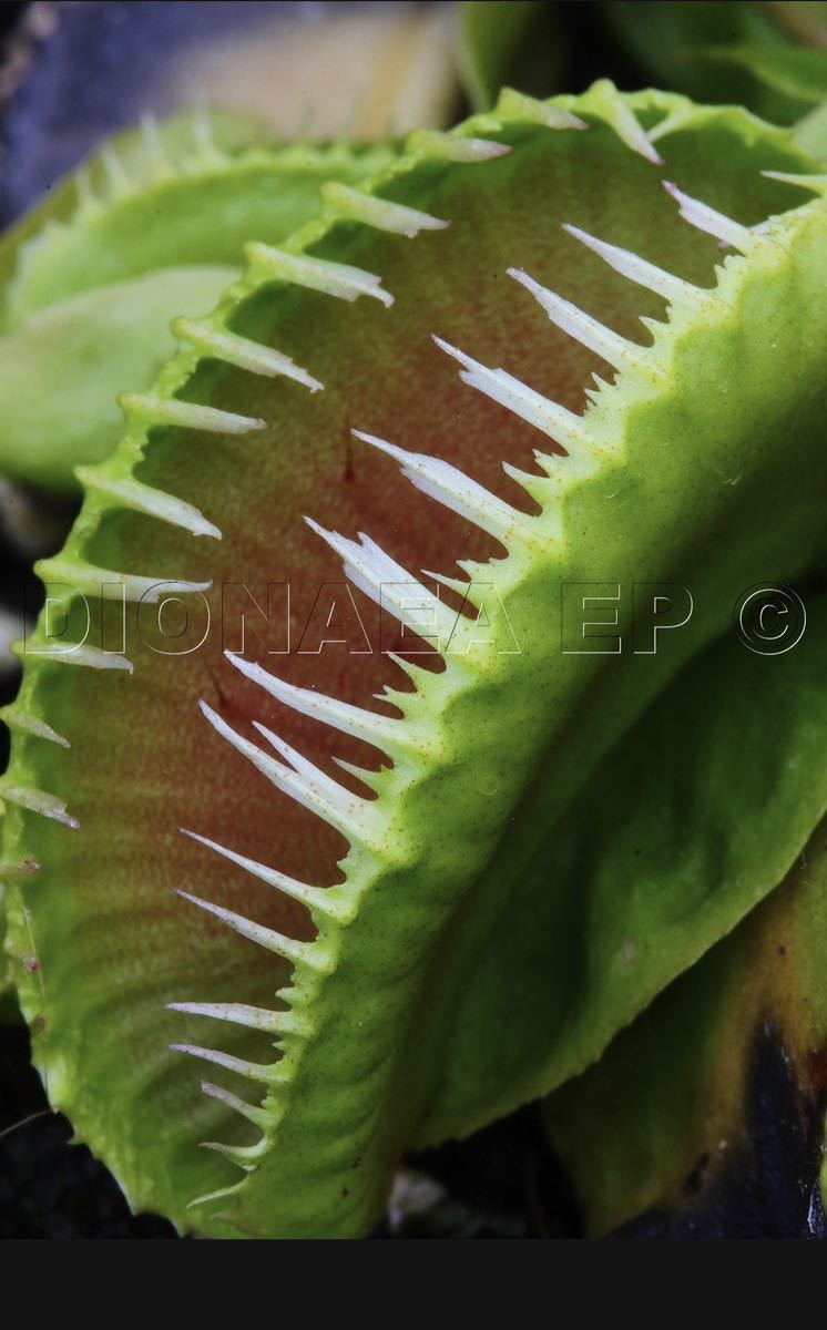 【やや傷や汚れあり】Dionaea muscipula dark red clone with great teeth (clone code ...
