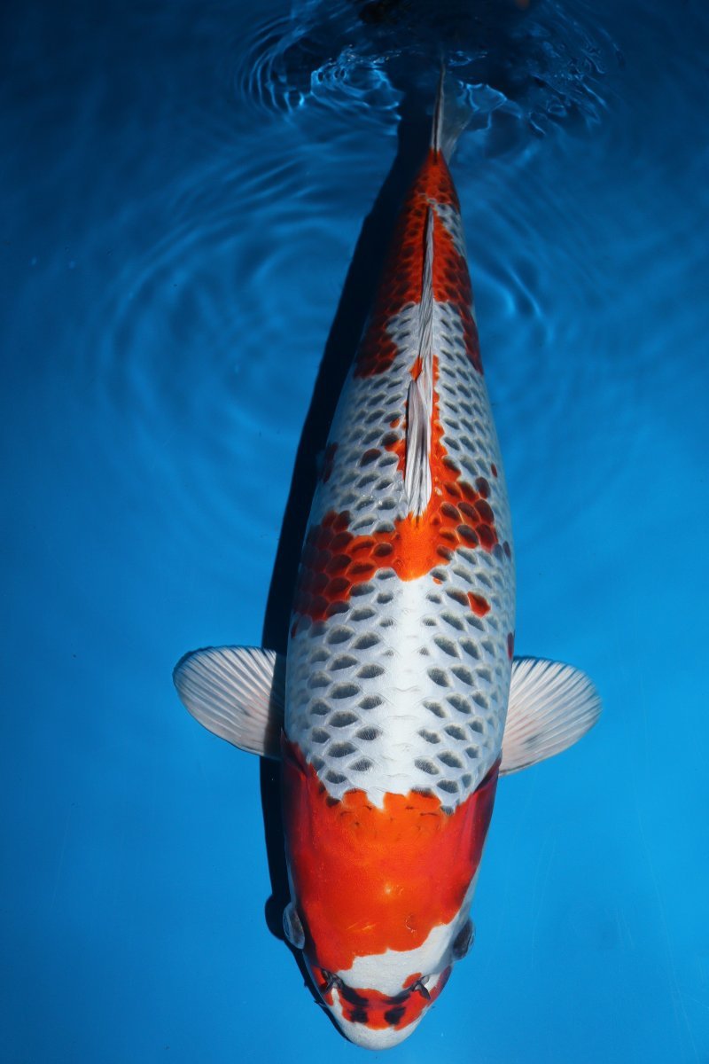 【未使用】【魚酔#CA-266】面迫養鯉場産 孔雀 2022年産 50cm メスの落札情報詳細 - ヤフオク落札価格検索 オークフリー