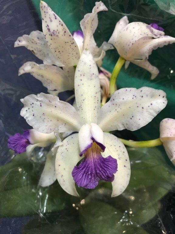 【植物】HIF洋蘭 712 C. amethystoglossa x sib. ('Ching Hua Flare' x 'C.H.Giant ...