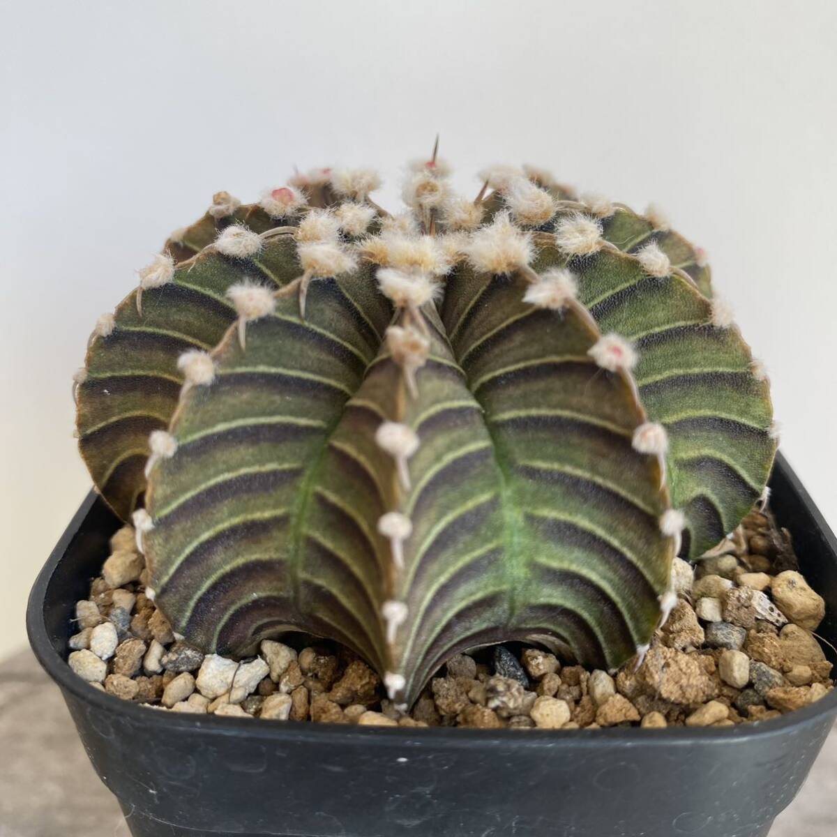 【目立った傷や汚れなし】ギムノカリキウム フリードリッヒィ LB2178の落札情報詳細 - ヤフオク落札価格検索 オークフリー