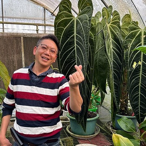 【傷や汚れあり】Y095「特大株」Anthurium warocqueanum (台湾株)【3/26輸入・アンスリウム・ワロケアナム・アロイド ...