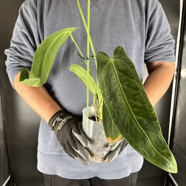 【傷や汚れあり】Y095「特大株」Anthurium warocqueanum (台湾株)【3/26輸入・アンスリウム・ワロケアナム・アロイド ...